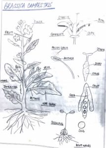 Study Of Character Of Plant Specimens And Identification With Reasons ...